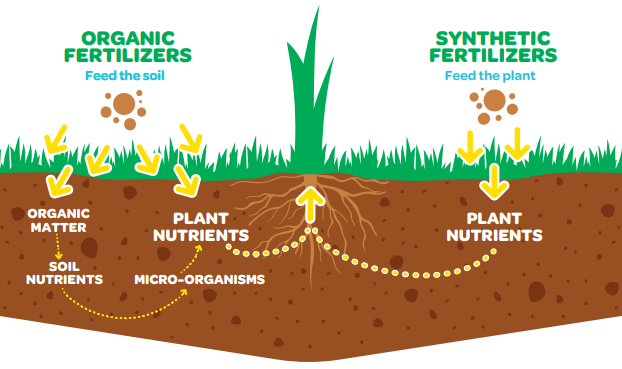 Organic Fertilization – Luminary Lawns